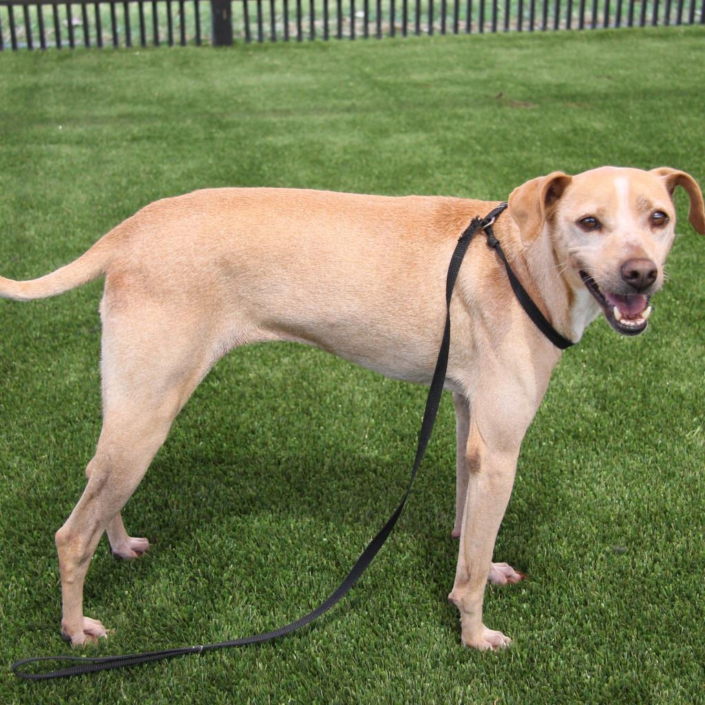 Walking tools for Kennel Dogs - SAPA!'S Putts for Paws